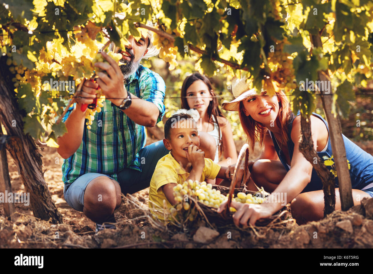 Beautiful young smiling family of four cutting grapes at a vineyard ...