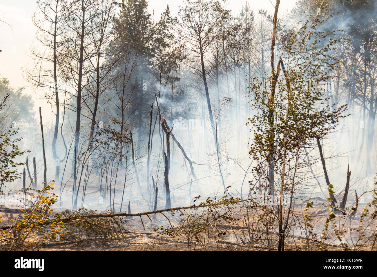 A wildfire in forest due to continuous dry weather and lack of rains ...