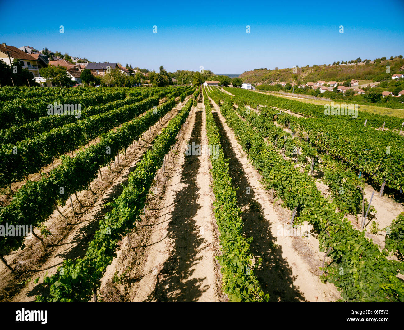 Vineyard landscape hi-res stock photography and images - Alamy