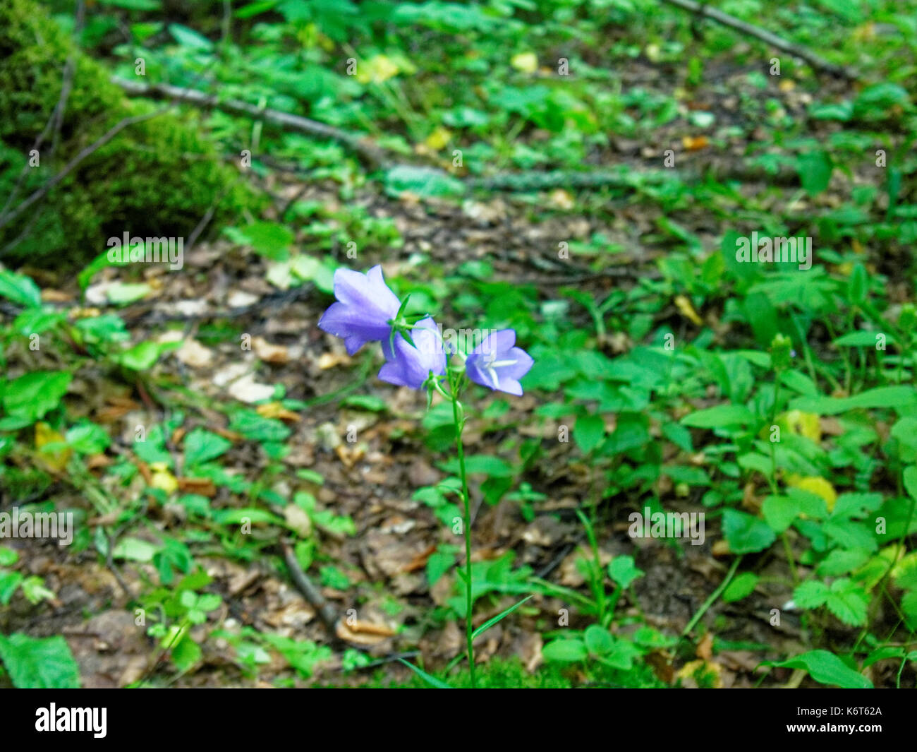 Russia native plants hi-res stock photography and images - Alamy