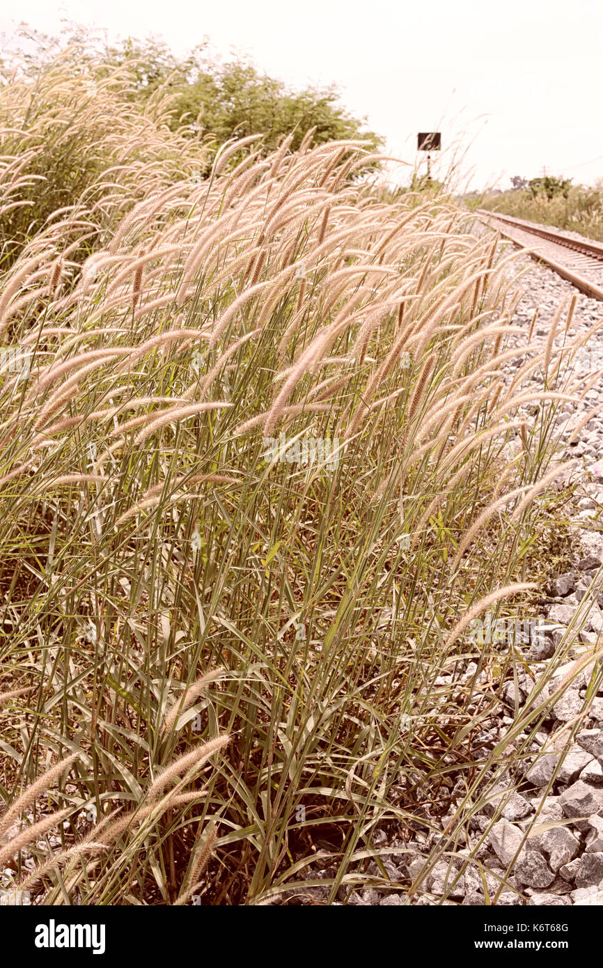 Flower grass is blossoming alongside the railroad,color of Vintage ...