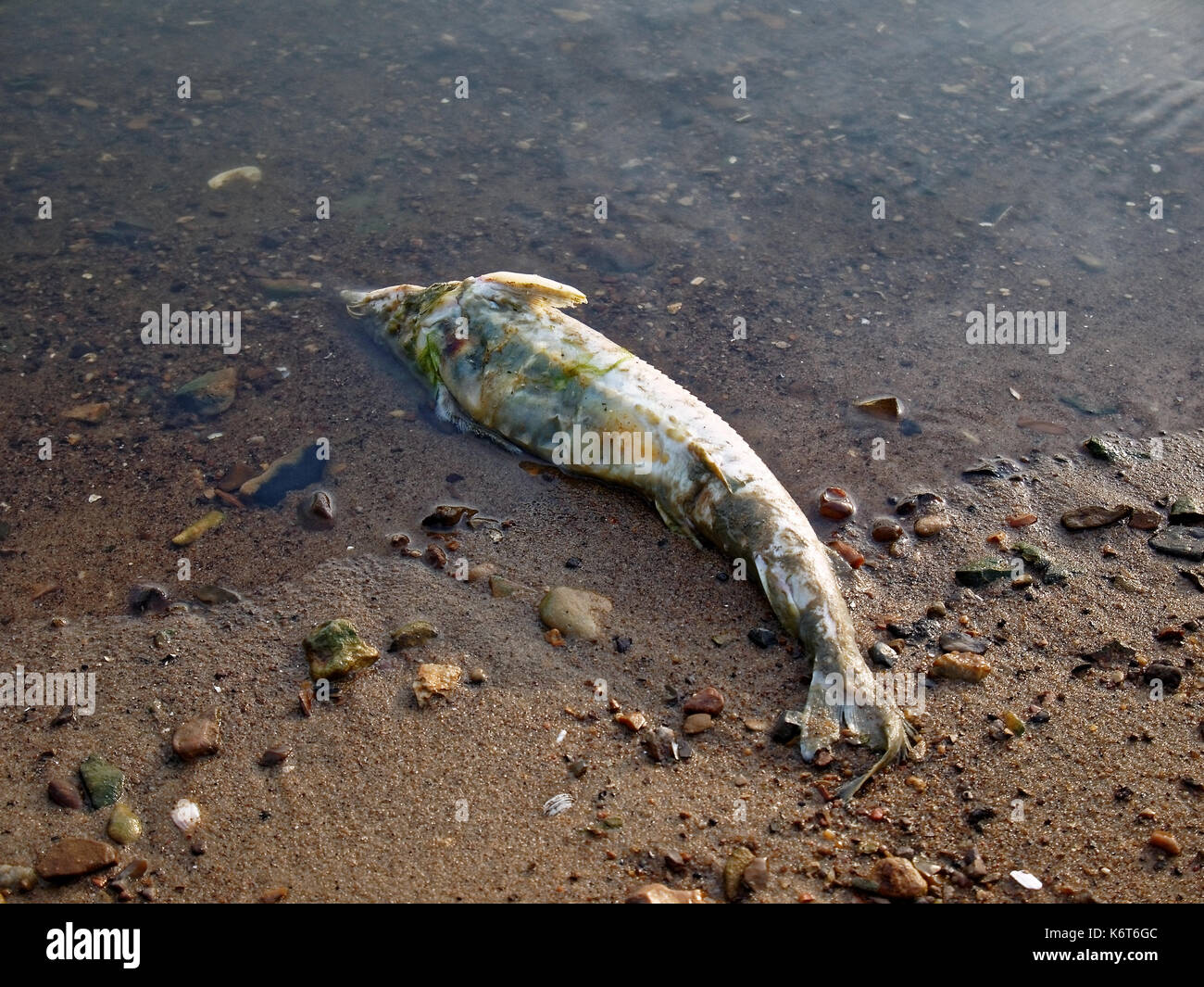 Dead fish water pollution river hi-res stock photography and images - Alamy