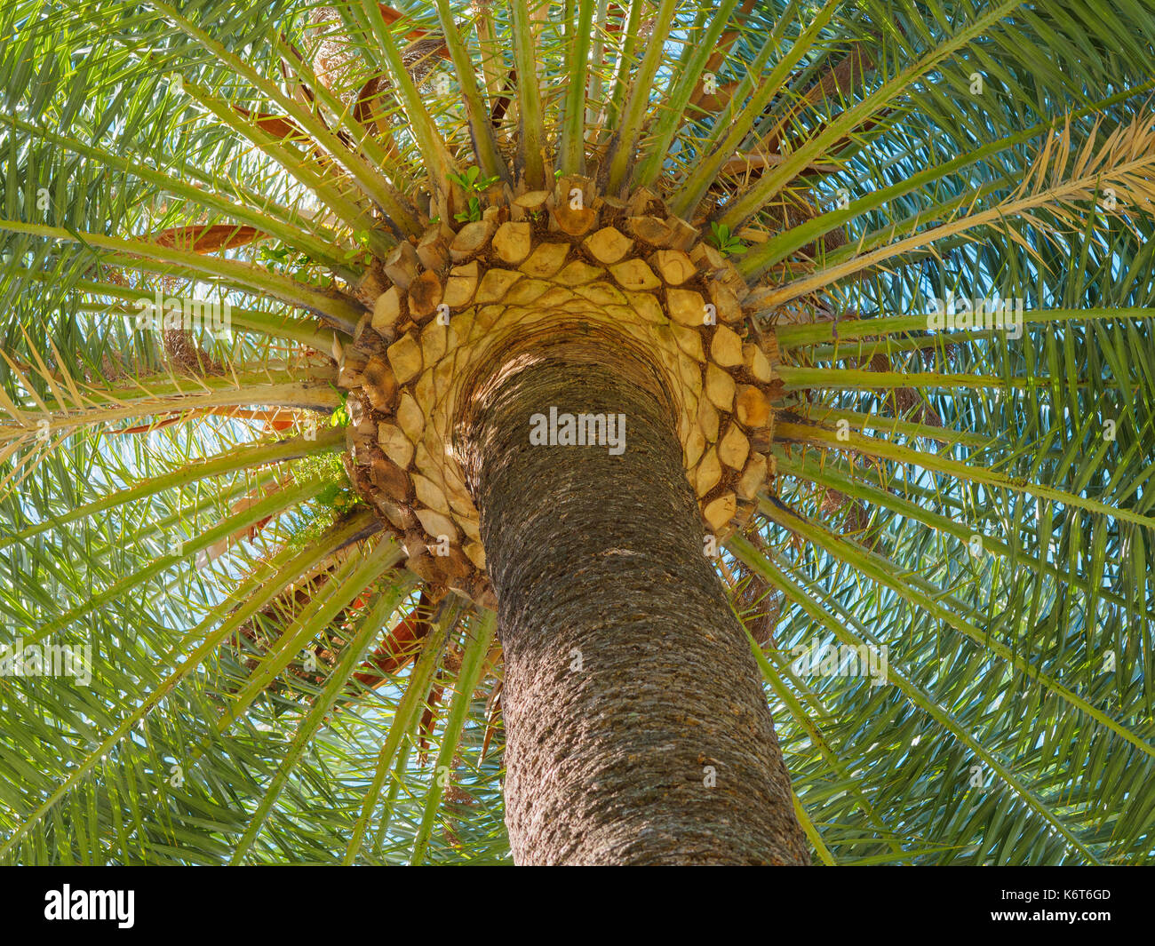 A close up of a palm tree Stock Photo - Alamy