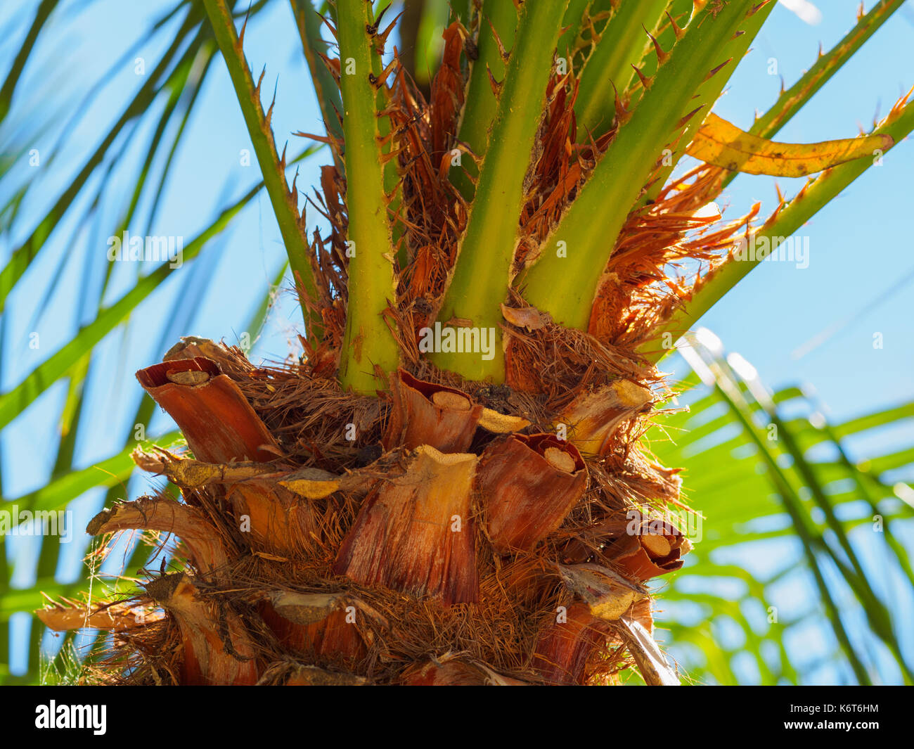 A close up of a palm tree Stock Photo - Alamy