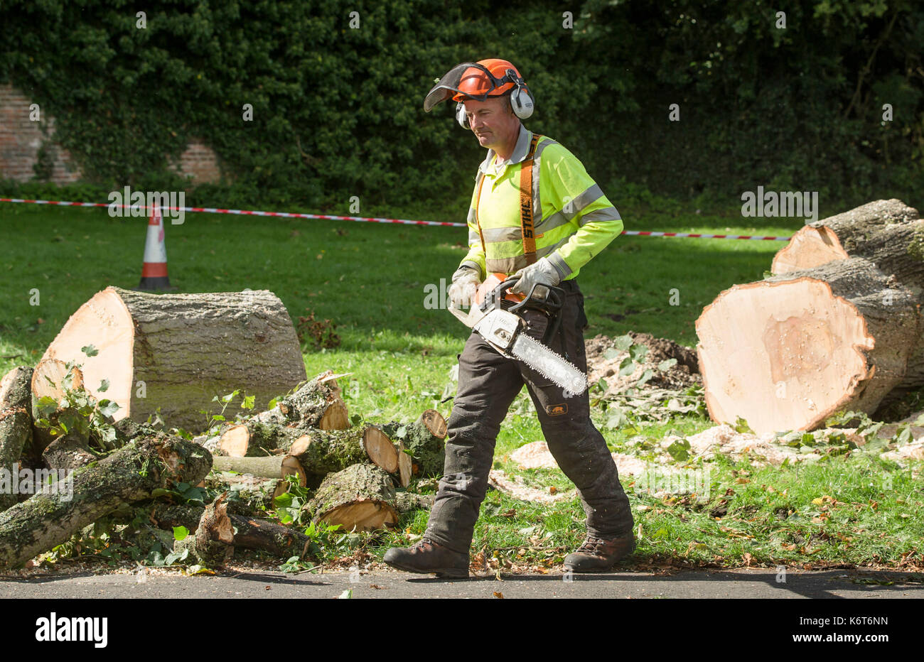 A worker helps to remove a tree in Nether Poppleton, Yorkshire, felled ...