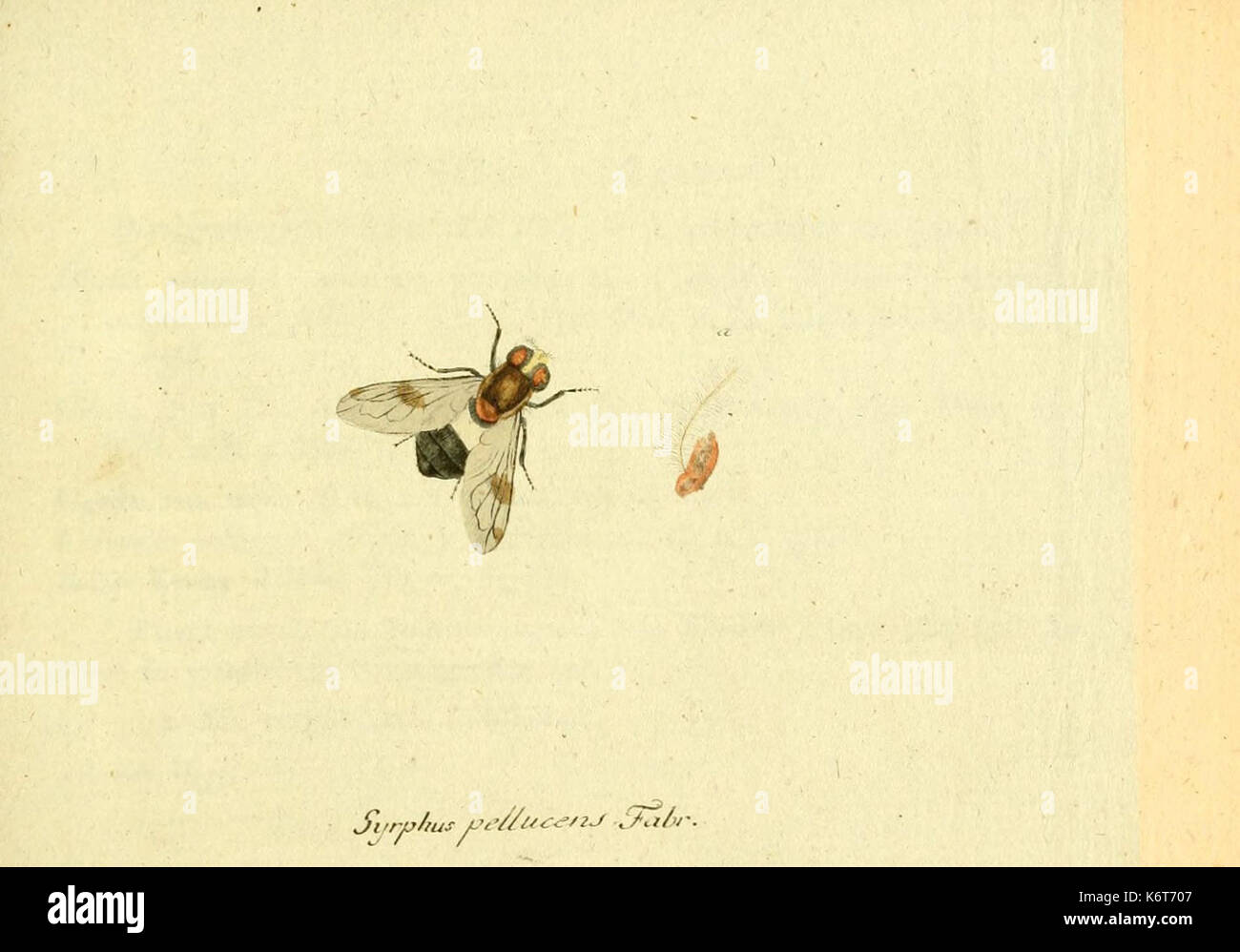 Dipteran species hi-res stock photography and images - Alamy