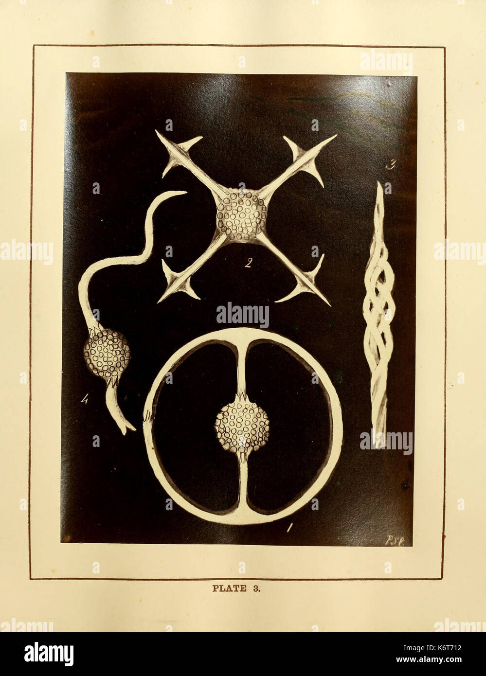 Figures of remarkable forms of polycystins, or allied organisms, in the ...