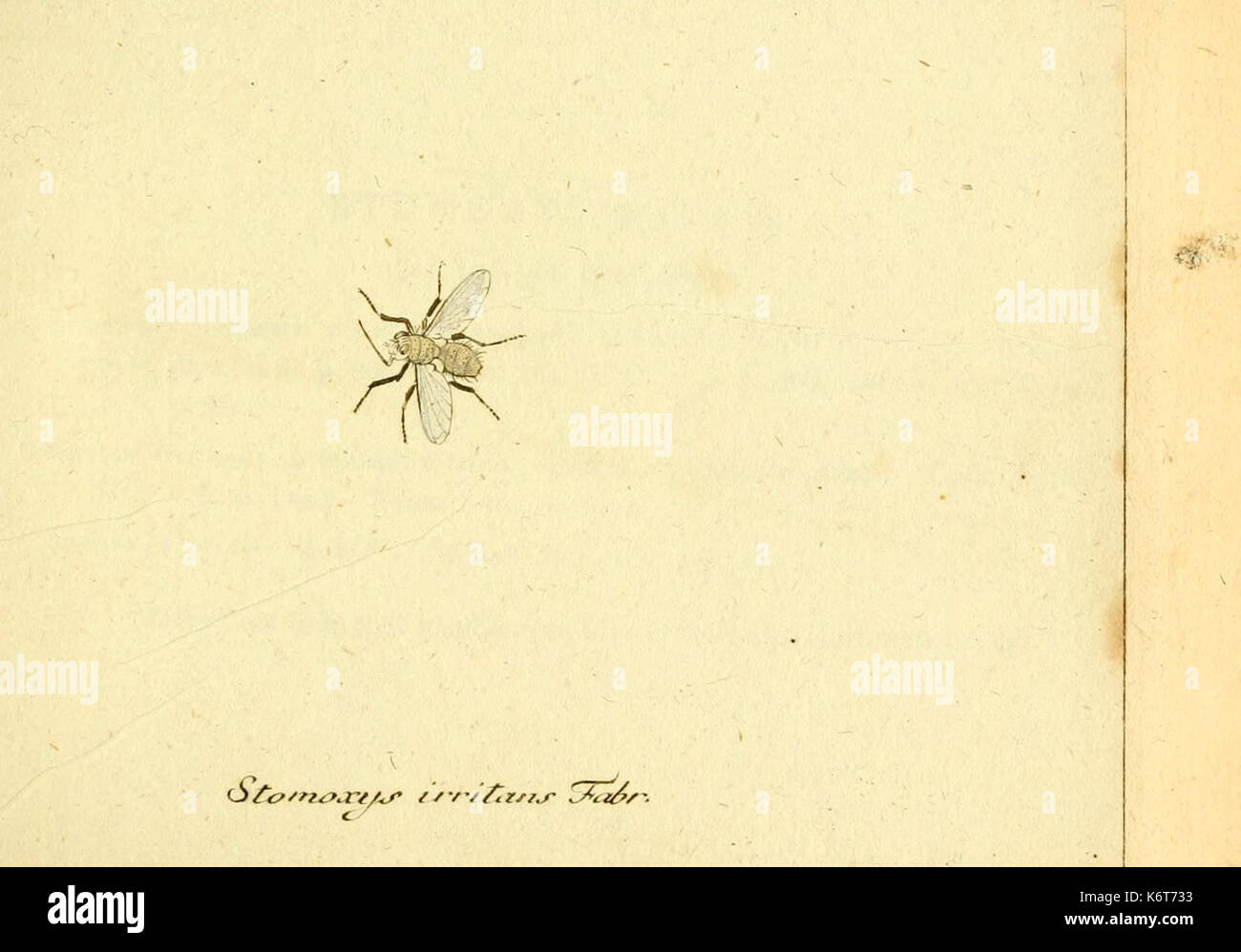 Entomology types diptera types hi-res stock photography and images - Alamy