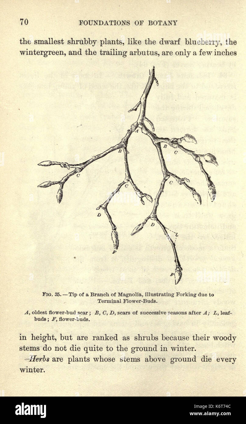 'Foundations of Botany' is a key text in the study of plant biology ...