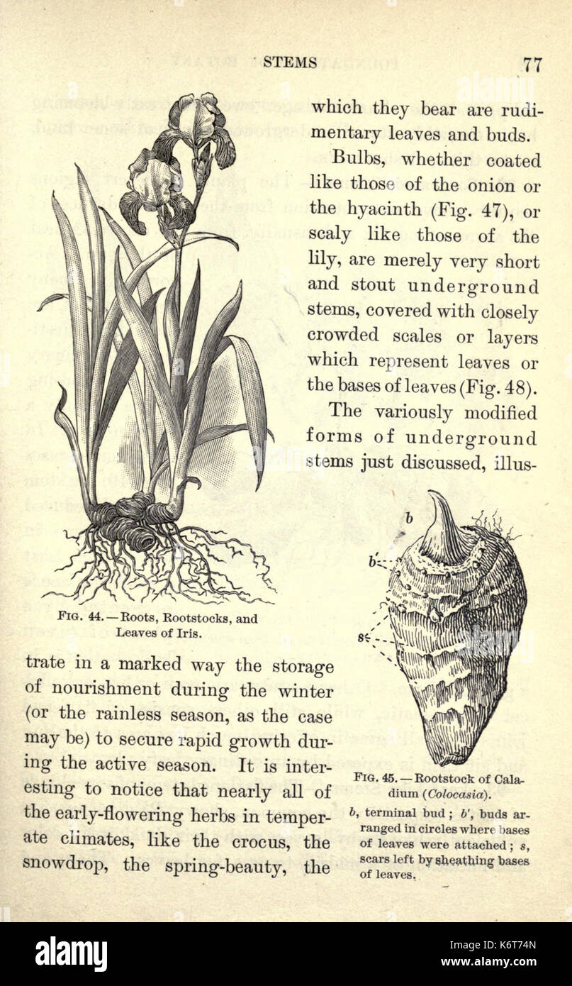 Foundations botany botany roots hi-res stock photography and images - Alamy