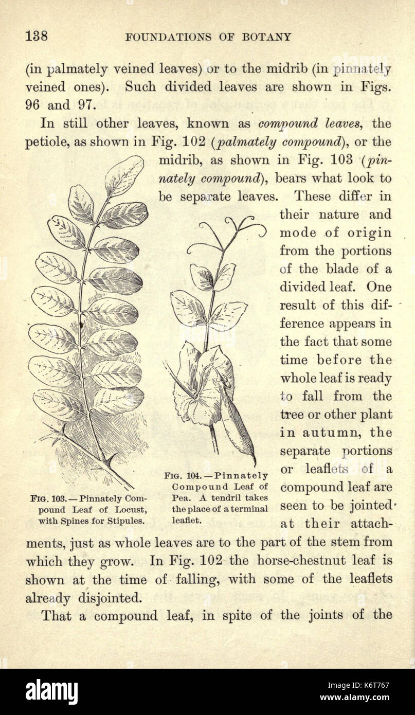Foundations of botany (Page 138) BHL23641970 Stock Photo - Alamy