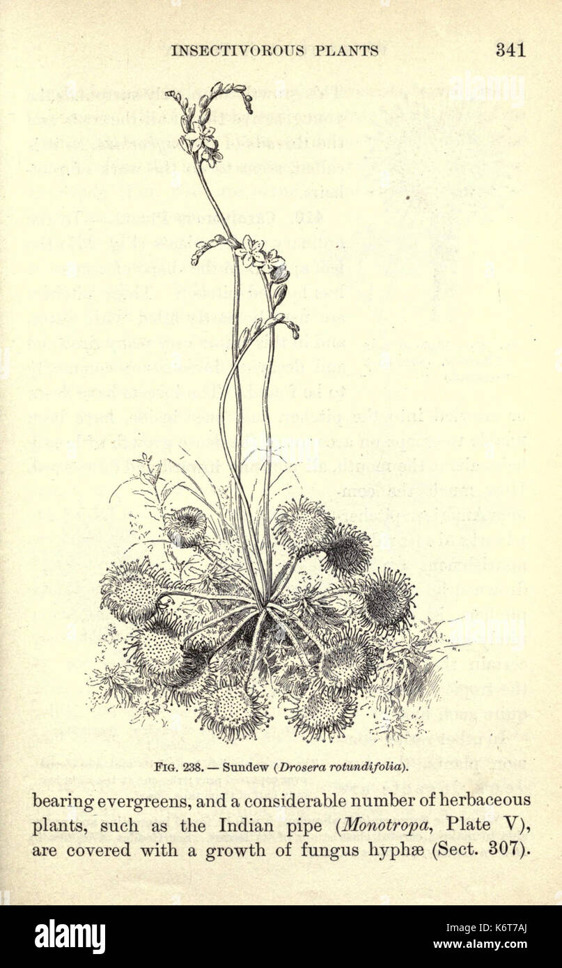 Foundations Of Botany Is A Foundational Botanical Text Focusing On Plant Classification