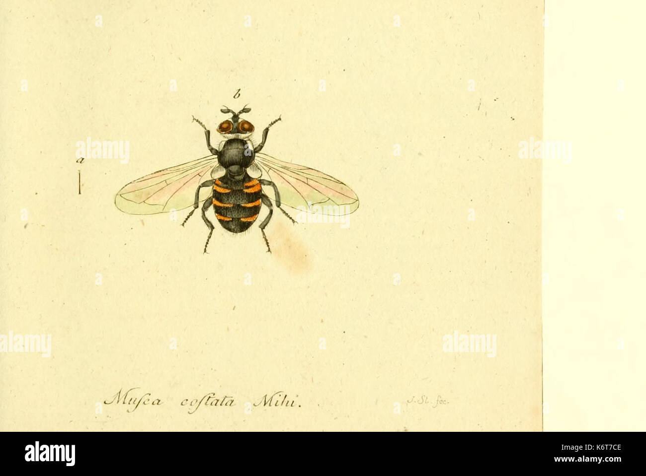 Characteristics of diptera hi-res stock photography and images - Alamy