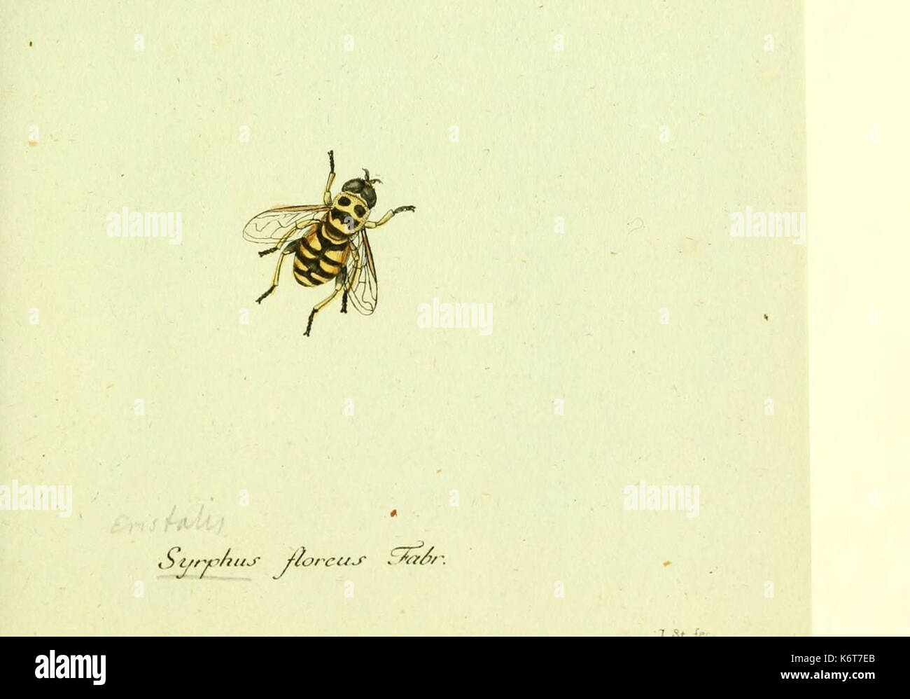 Dipteran anatomy hi-res stock photography and images - Alamy