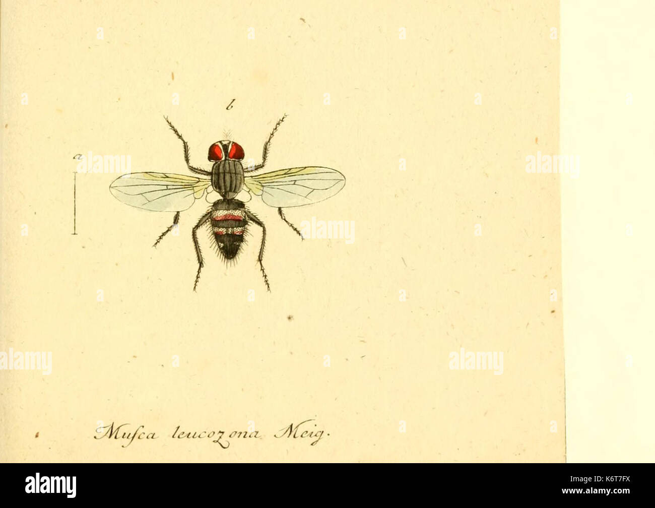 Detailed scientific study of various fly species hi-res stock ...