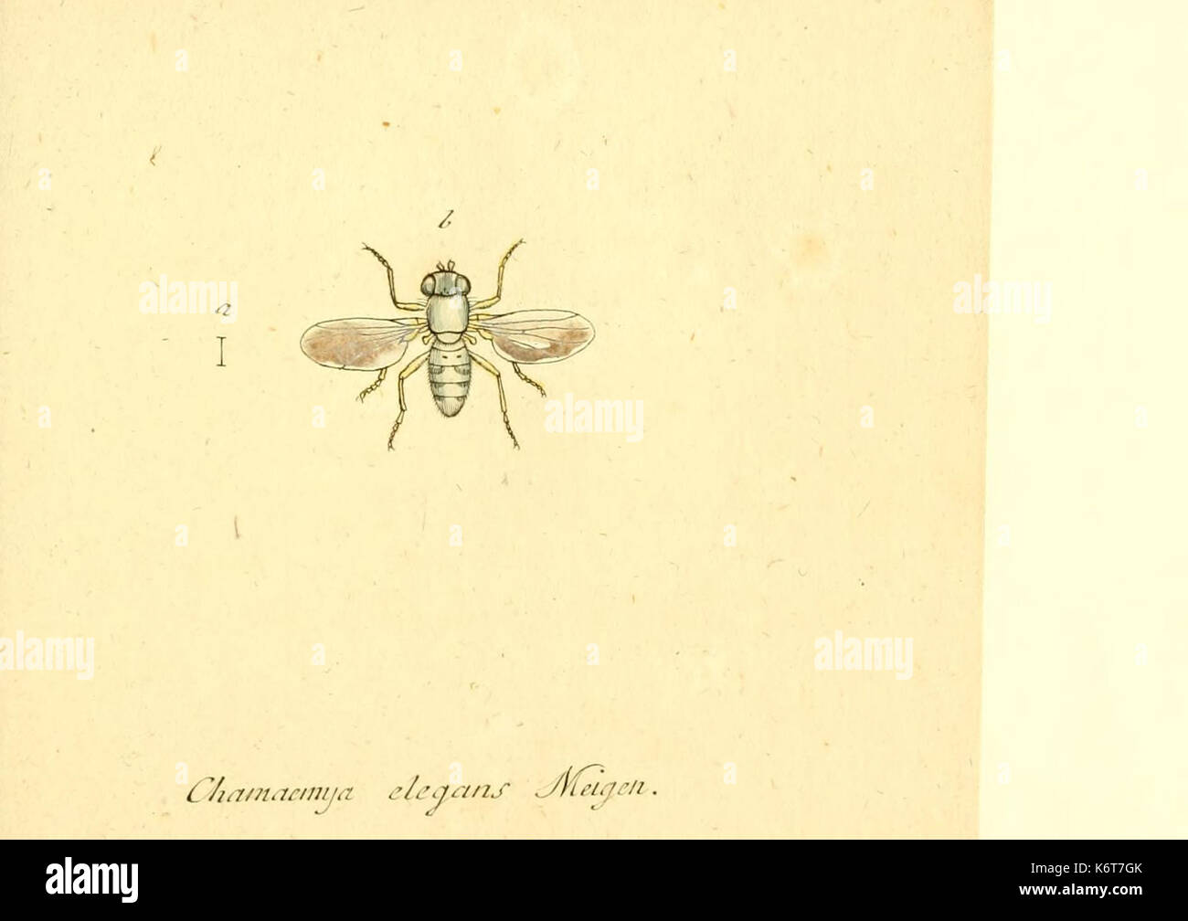 Order diptera characteristics hi-res stock photography and images - Alamy