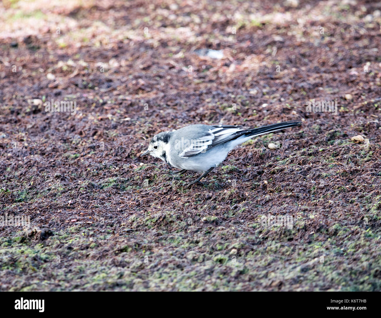 Pied wagtail flying hi-res stock photography and images - Alamy