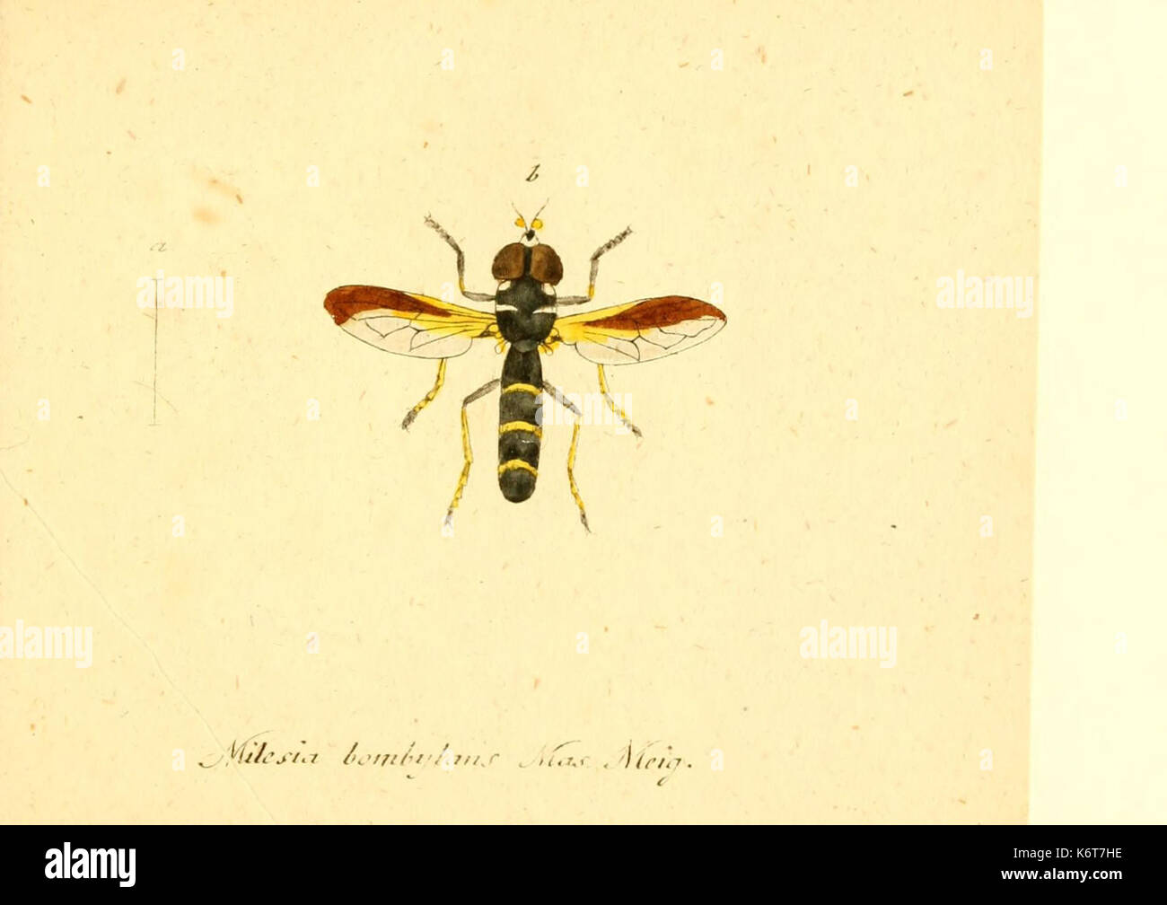 Fauna Germanica, Diptera BHL12719250 Stock Photo - Alamy