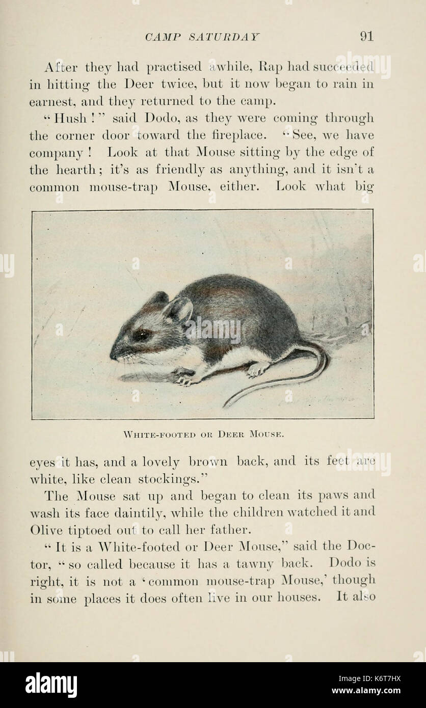 Four footed Americans and their kin BHL9418185 Stock Photo - Alamy