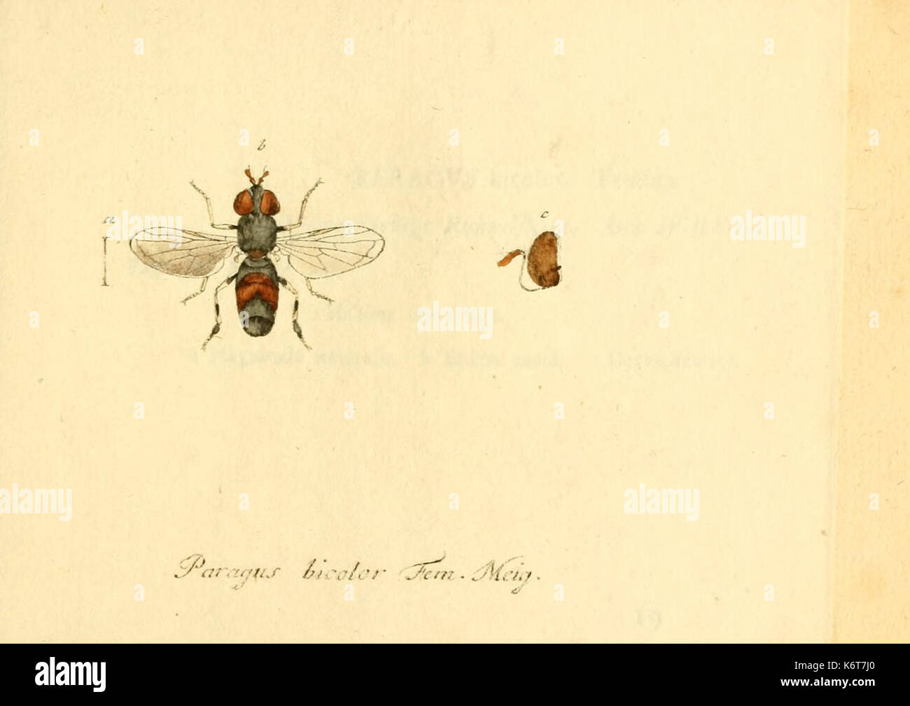 Characteristics of diptera hi-res stock photography and images - Alamy