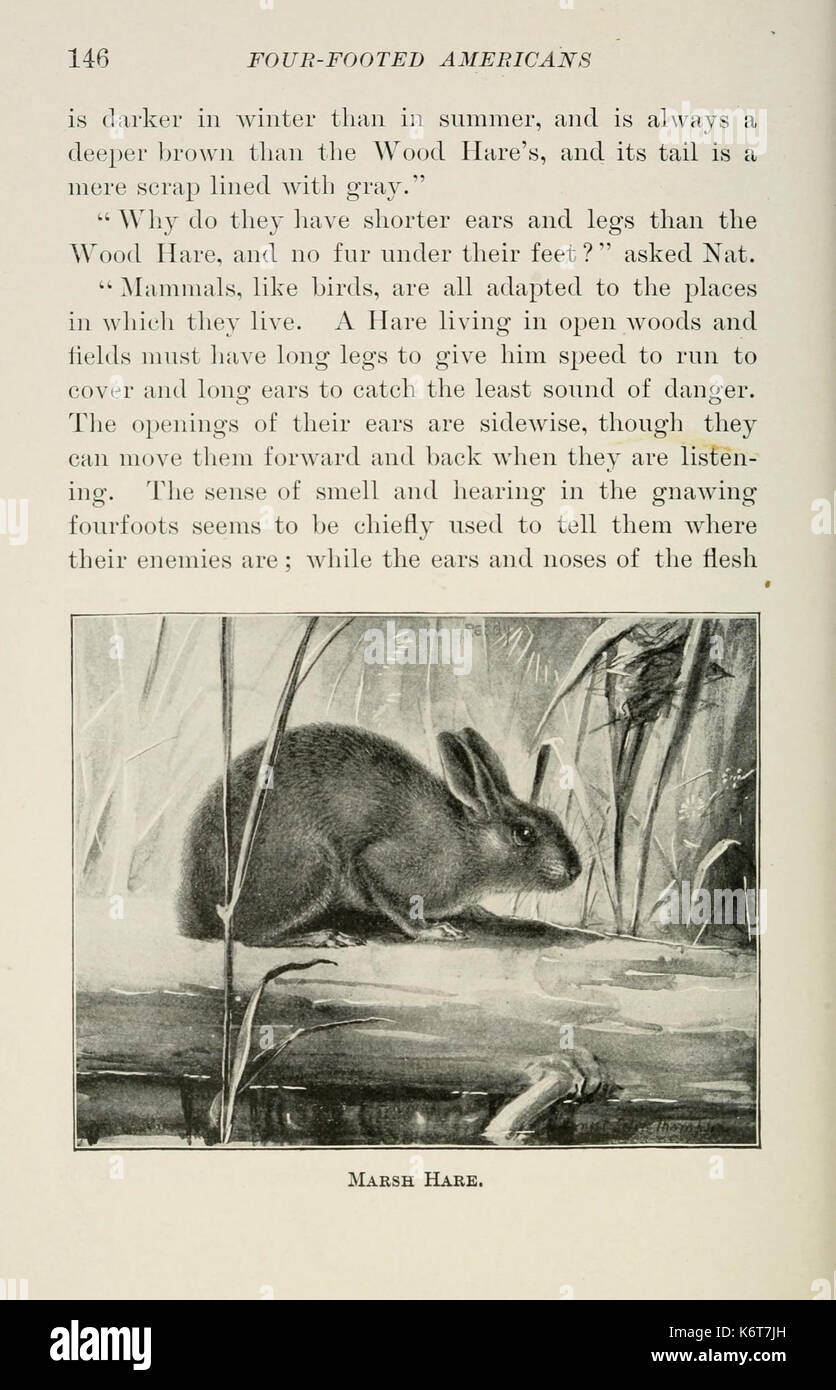 Four footed Americans and their kin BHL9418244 Stock Photo - Alamy