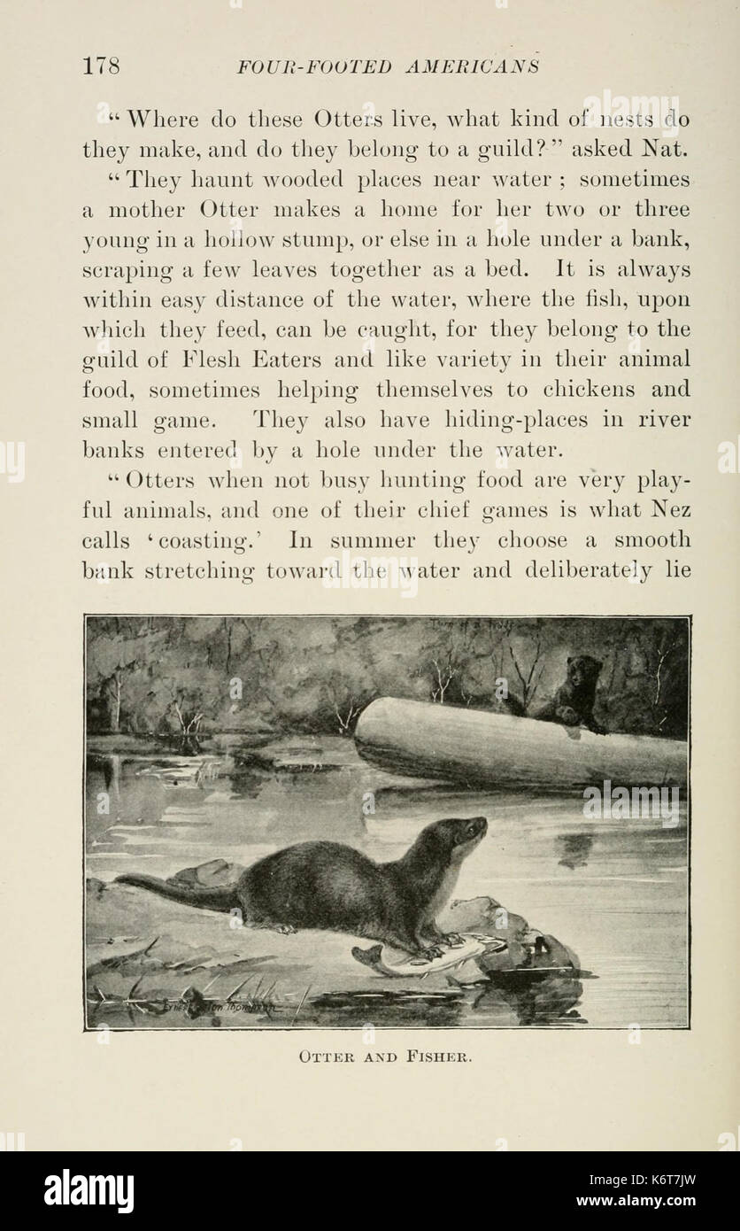 Four footed Americans and their kin BHL9418282 Stock Photo - Alamy