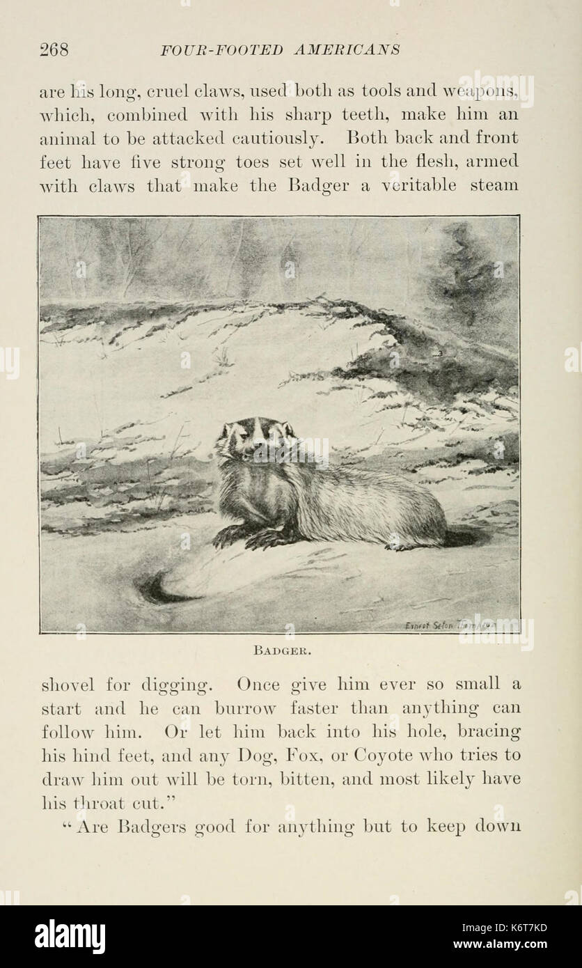 Four footed Americans and their kin BHL9418392 Stock Photo - Alamy