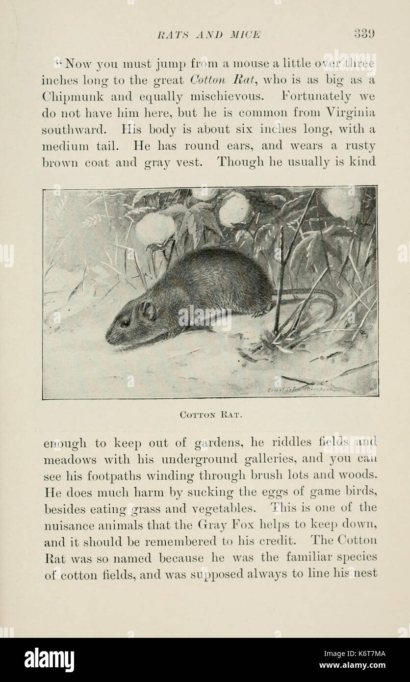 Four footed Americans and their kin BHL9418475 Stock Photo - Alamy