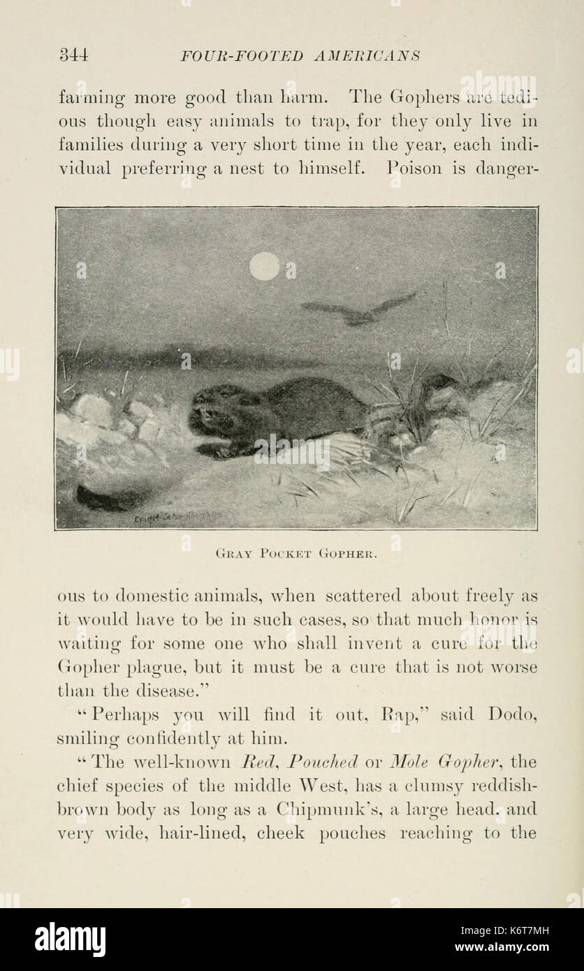 Four footed Americans and their kin BHL9418480 Stock Photo - Alamy