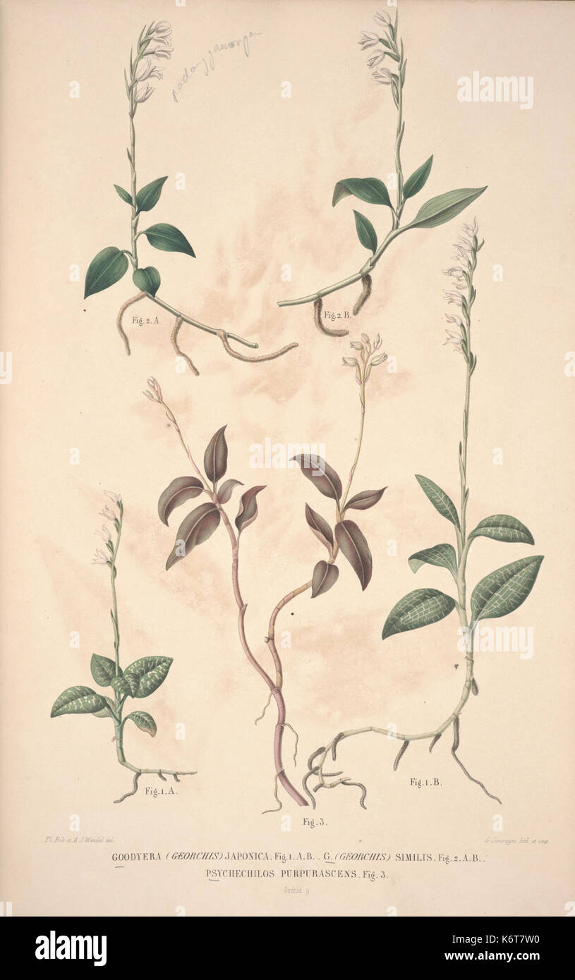 Flora Javae et insularum adjacentium (Orchid 7) BHL35806281 Stock Photo ...