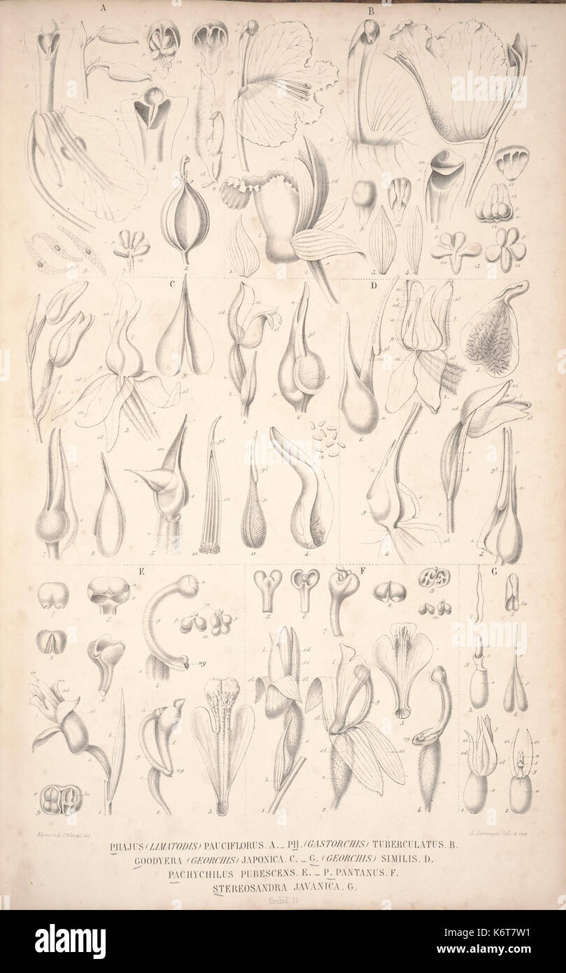 Flora Javae et insularum adjacentium (Orchid 9) BHL35806283 Stock Photo ...
