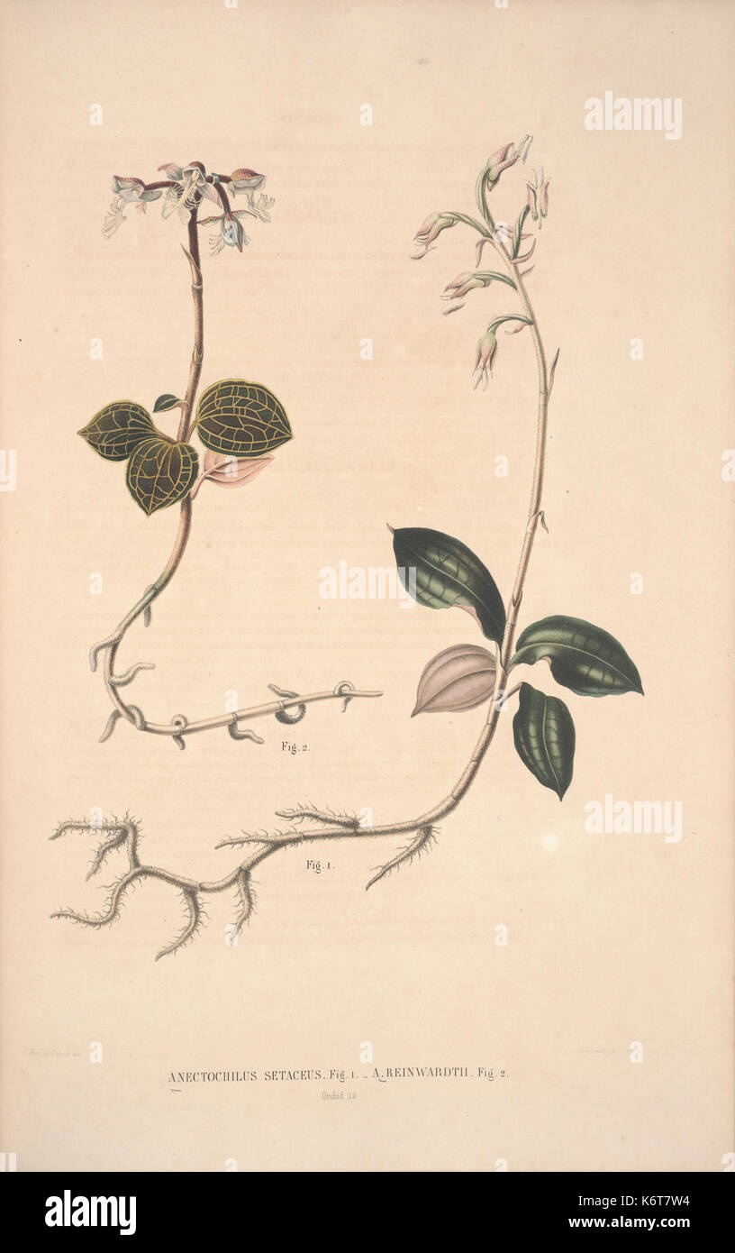 Flora Javae et insularum adjacentium (Orchid 10) BHL35806284 Stock ...