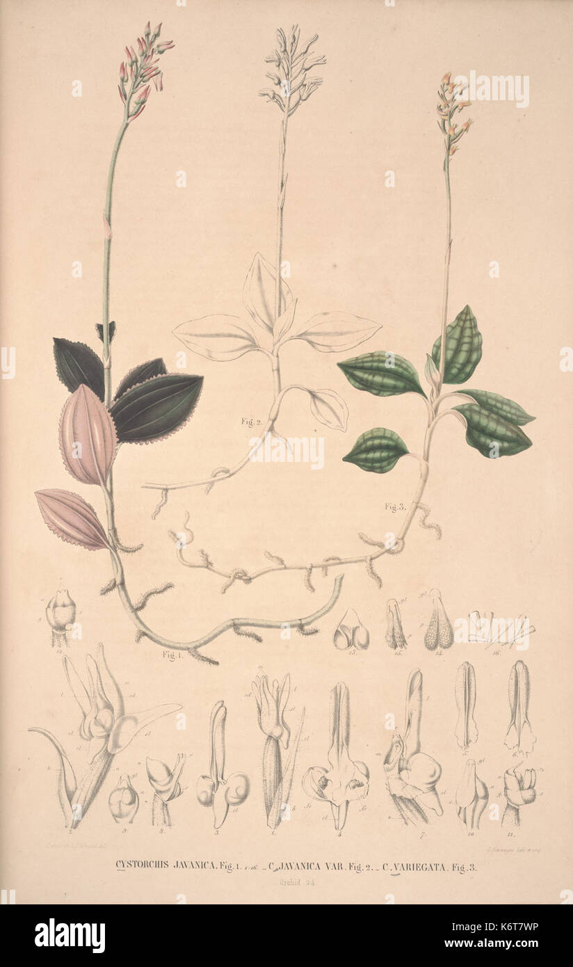 Flora Javae et insularum adjacentium (Orchid 23) BHL35806297 Stock ...