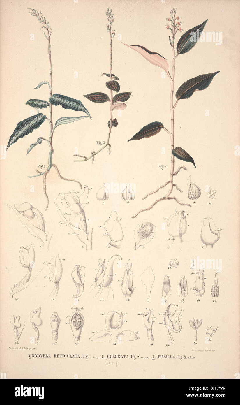 Flora Javae et insularum adjacentium (Orchid 24) BHL35806298 Stock ...