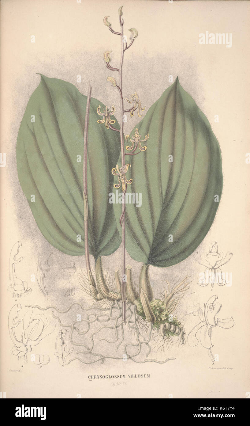 Flora Javae et insularum adjacentium (Orchid 49) BHL35806323 Stock ...