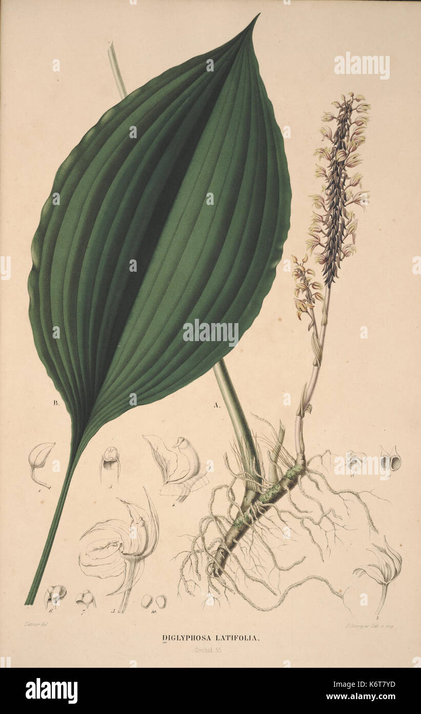 Flora Javae et insularum adjacentium (Orchid 57) BHL35806331 Stock ...