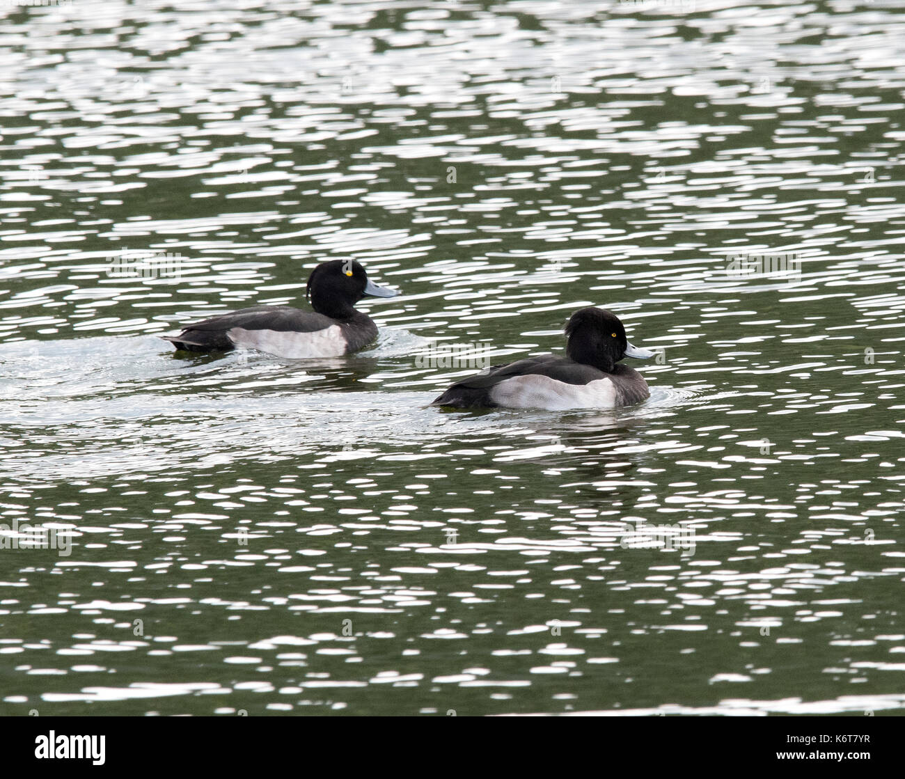 Eclipse male tufted duck hi-res stock photography and images - Alamy