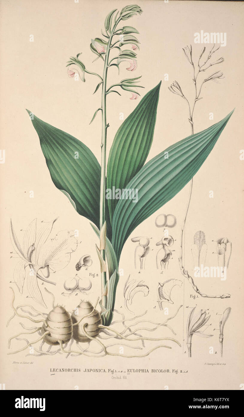 Flora Javae et insularum adjacentium (Orchid 64) BHL35806338 Stock ...