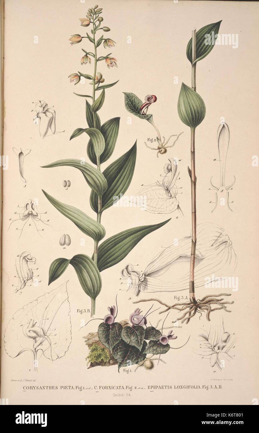 Flora Javae et insularum adjacentium (Orchid 66) BHL35806340 Stock ...