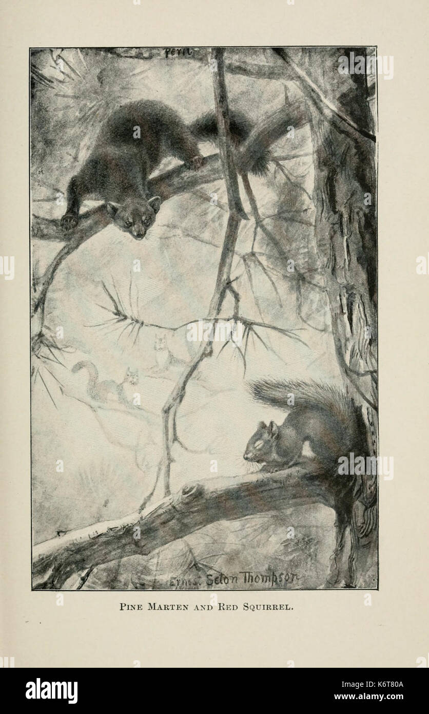 Four footed Americans and their kin (Plate 12) BHL9418293 Stock Photo ...