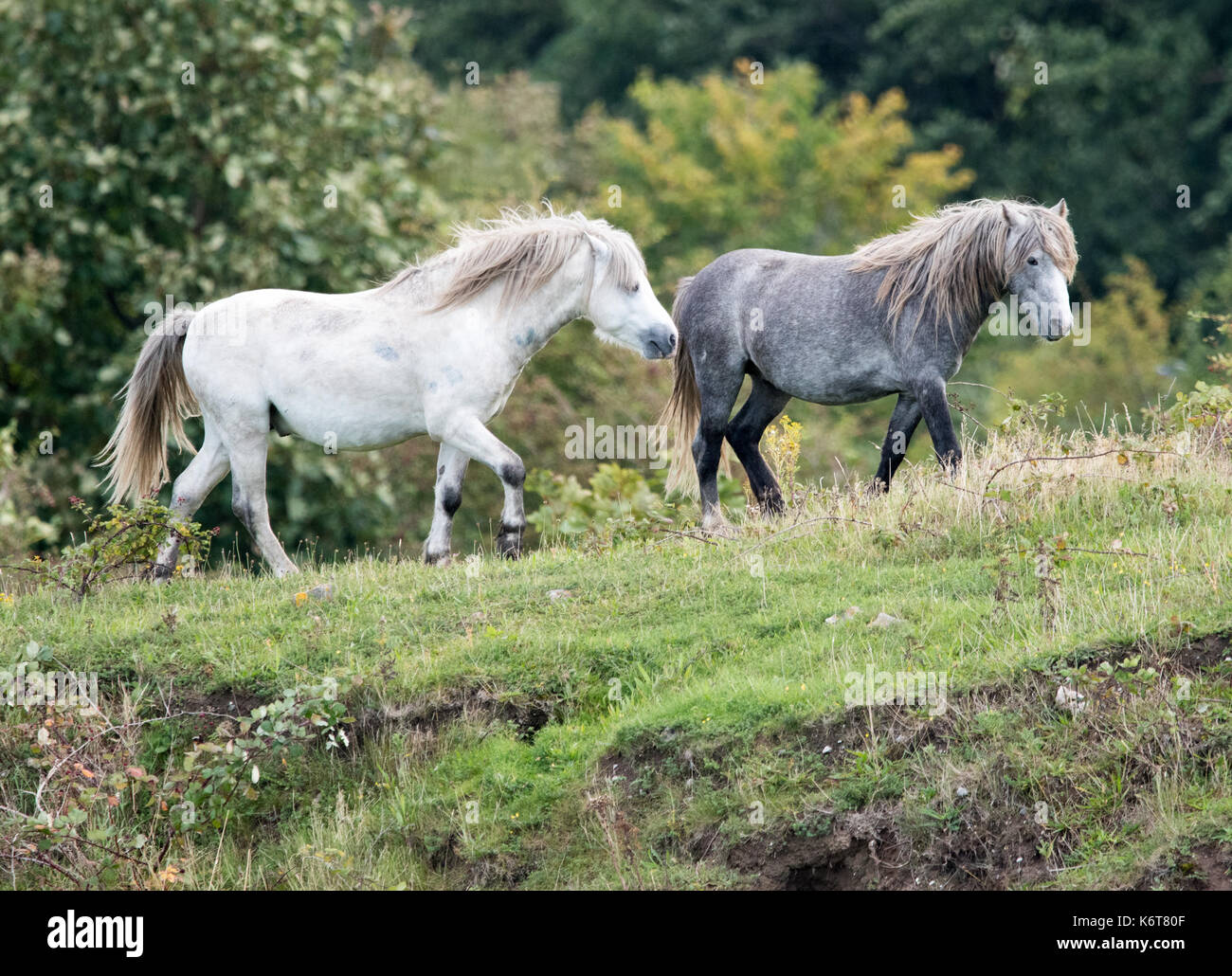 Pair of wild horses hi-res stock photography and images - Alamy