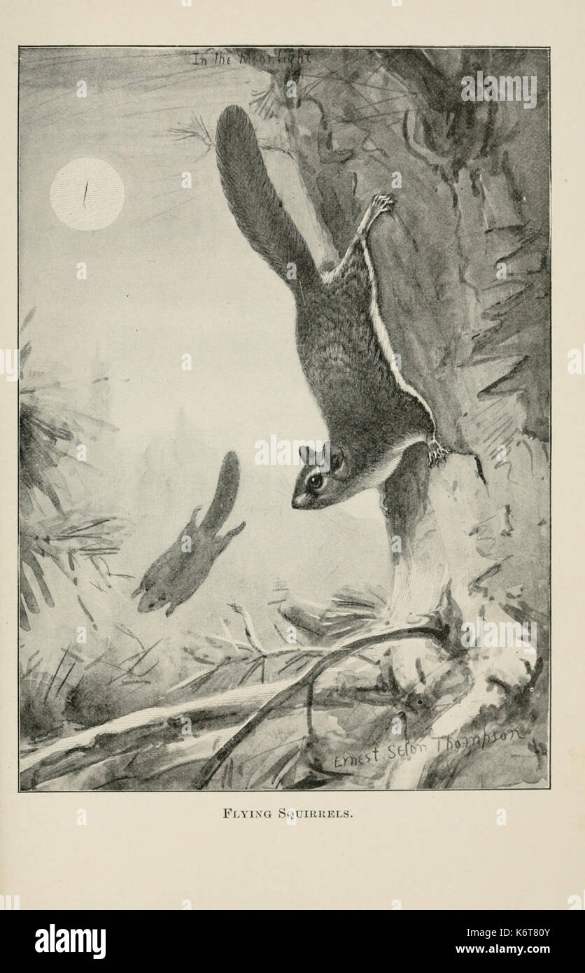 Four footed Americans and their kin (Plate 27) BHL9418489 Stock Photo ...