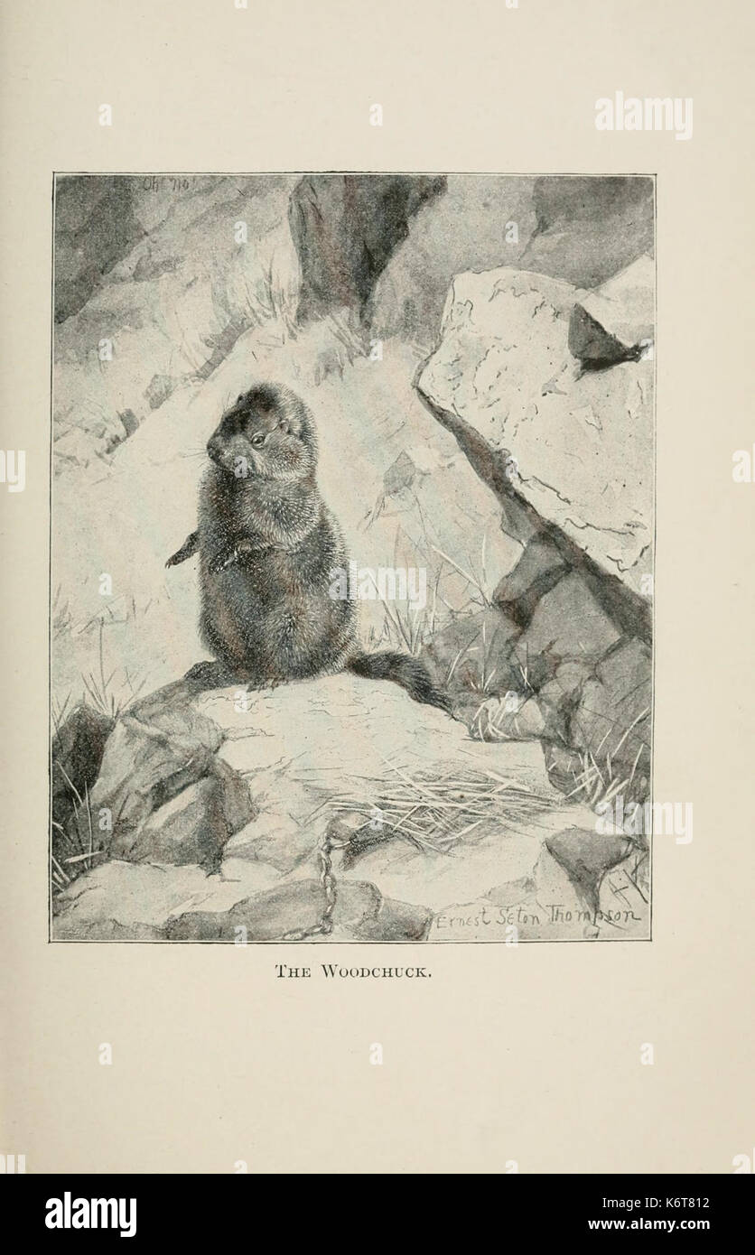 Four footed Americans and their kin (Plate 3) BHL9418133 Stock Photo ...