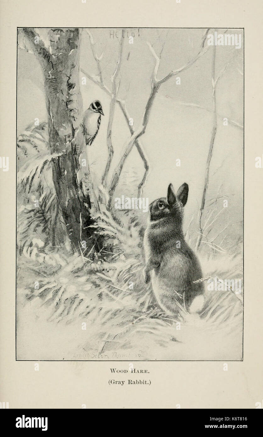 Four footed Americans and their kin (Plate 7) BHL9418237 Stock Photo ...