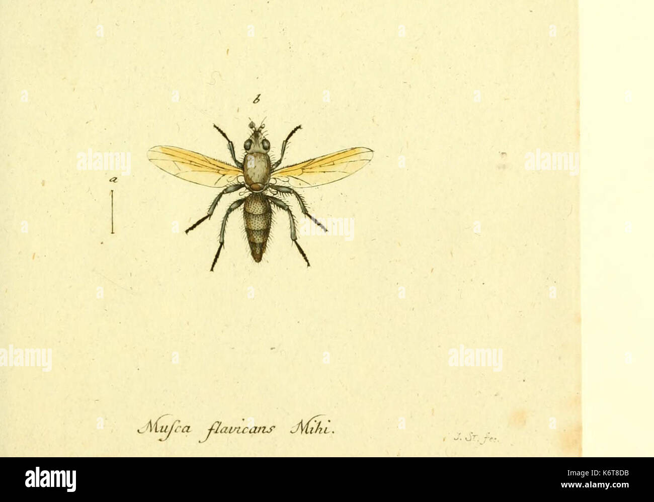 Dipteran anatomy hi-res stock photography and images - Alamy