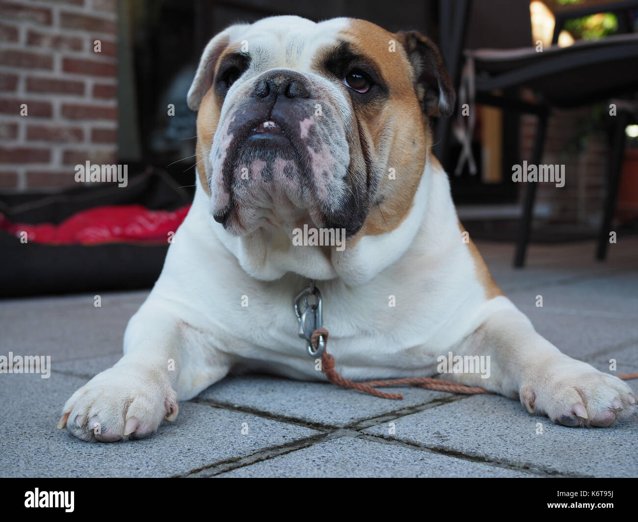 English Bull Eye High Resolution Stock Photography and Images - Alamy