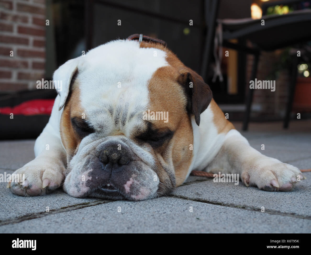 An English bulldog lying down on the terrace Stock Photo - Alamy