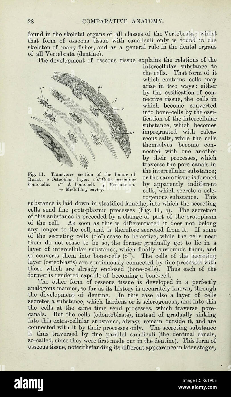 Comparative anatomy illustrations hi-res stock photography and images ...