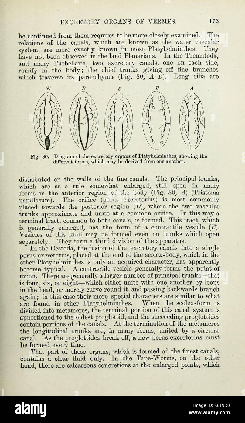 Elements of Comparative Anatomy (Page 173) BHL33482736 Stock Photo - Alamy