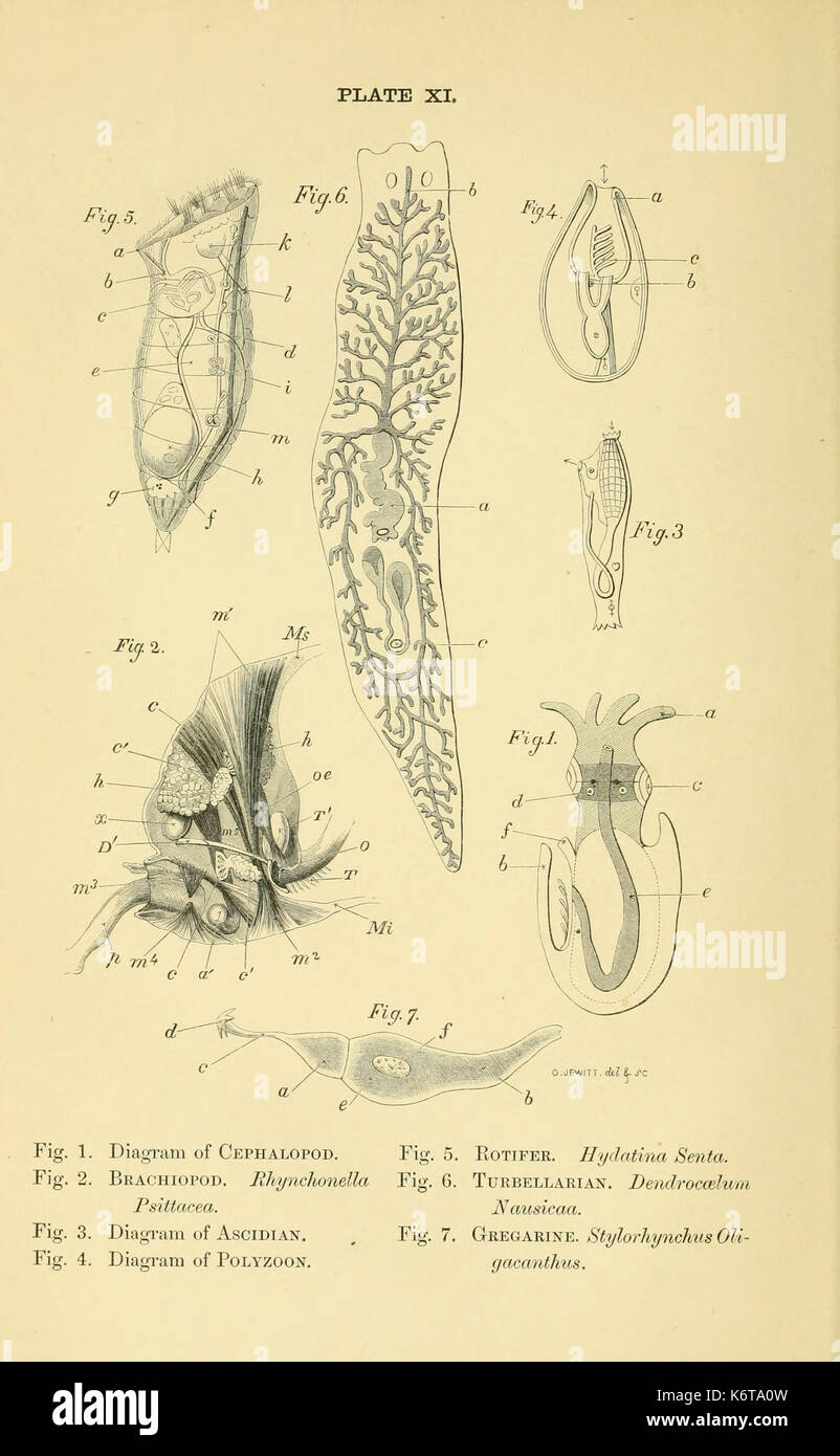 'Forms of Animal Life' Plate XI illustrates various species from the ...